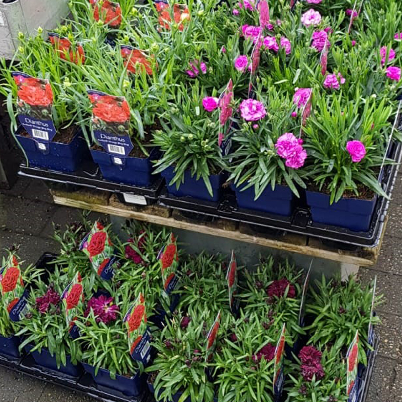 Geranium ‘Sanne’ – Hello Garden