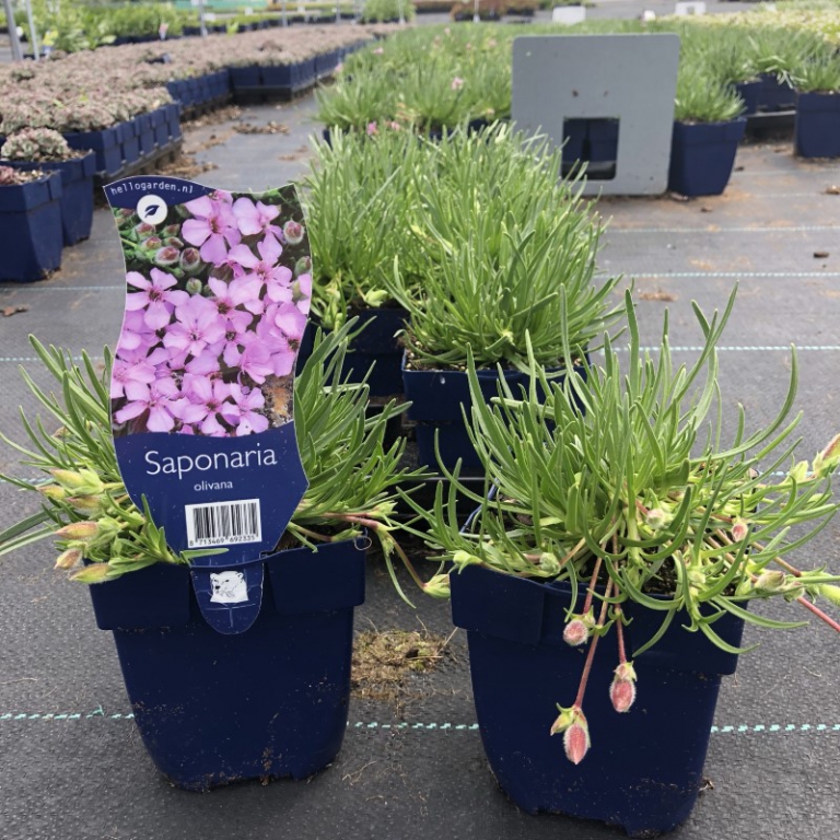 Geranium ‘Sanne’ – Hello Garden