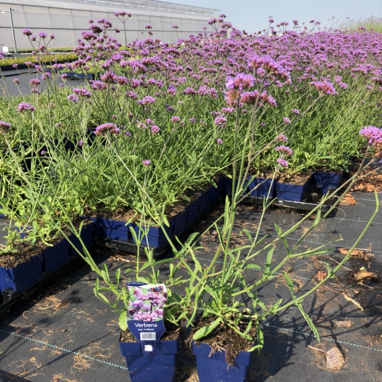 Geranium ‘Sanne’ – Hello Garden