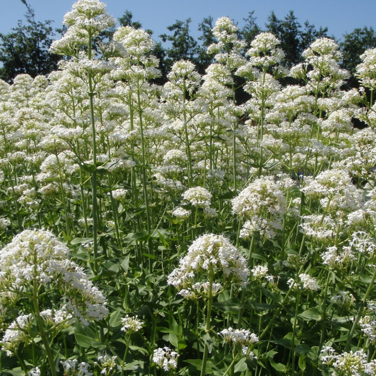 Centranthus ruber ‘Coccineus’ – Hello Garden