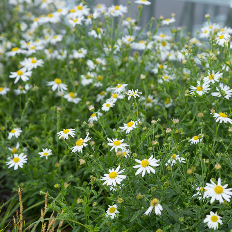 Kalimeris incisa ‘Alba’ – Hello Garden
