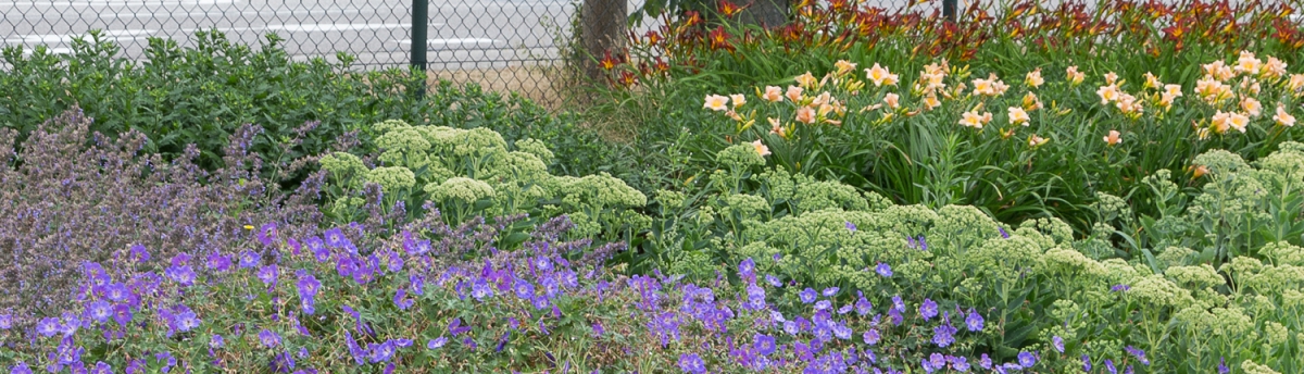 Waarom vaste planten – Hello Garden