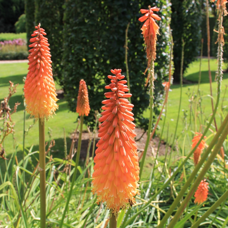 Kniphofia uvaria – Hello Garden